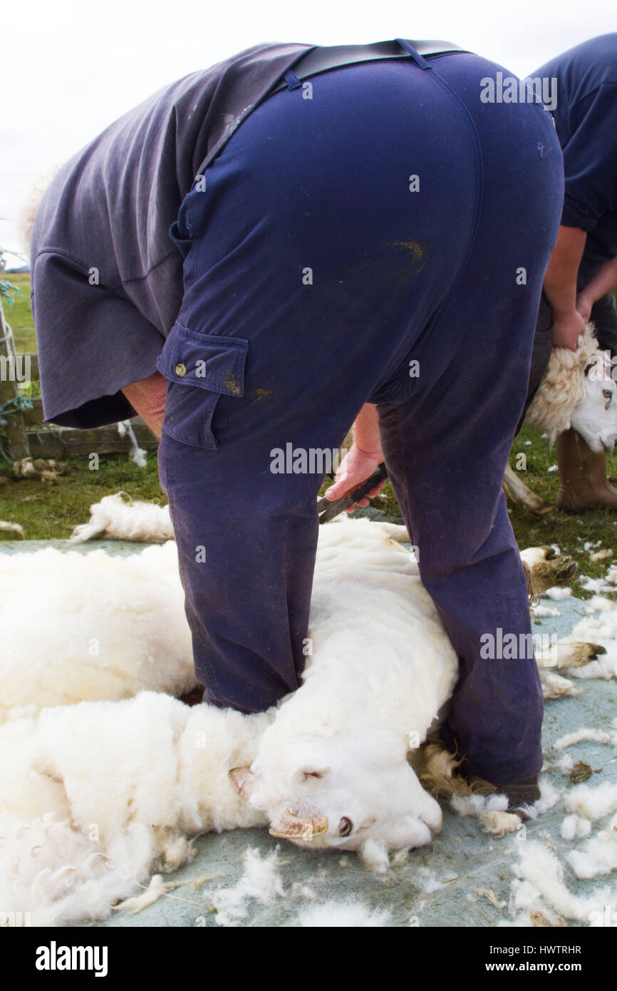 Using clippers on sheep hi-res stock photography and images - Alamy