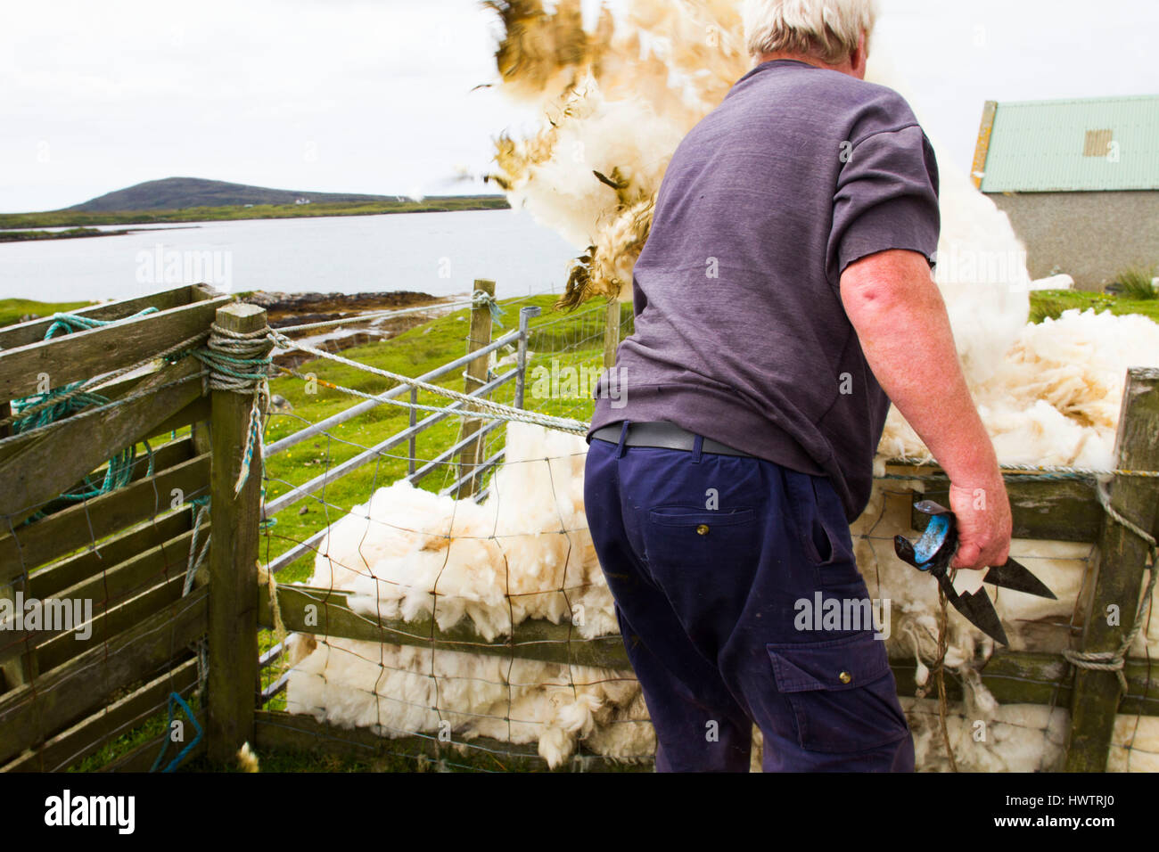 Hand clipping and machine sheering cross breed sheep for textile ...