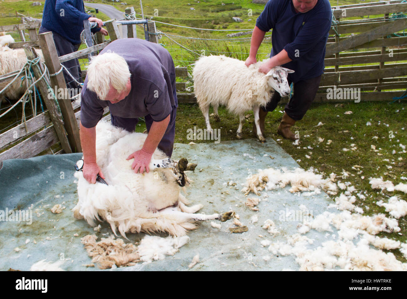 Using clippers on sheep hi-res stock photography and images - Alamy