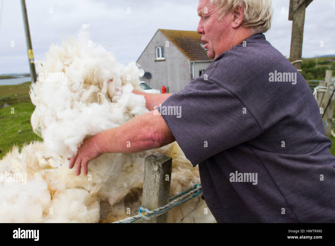 Hand clipping and machine sheering cross breed sheep for textile ...