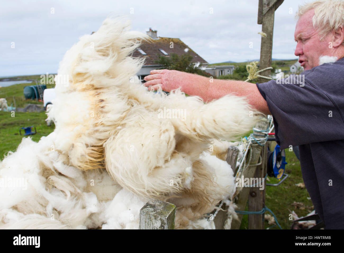 Using clippers on sheep hi-res stock photography and images - Alamy