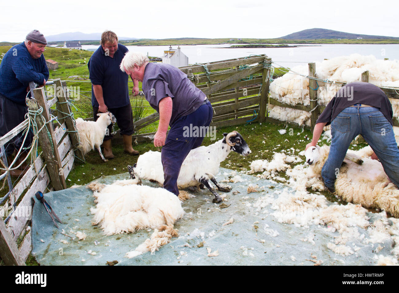 Using clippers on sheep hi-res stock photography and images - Alamy