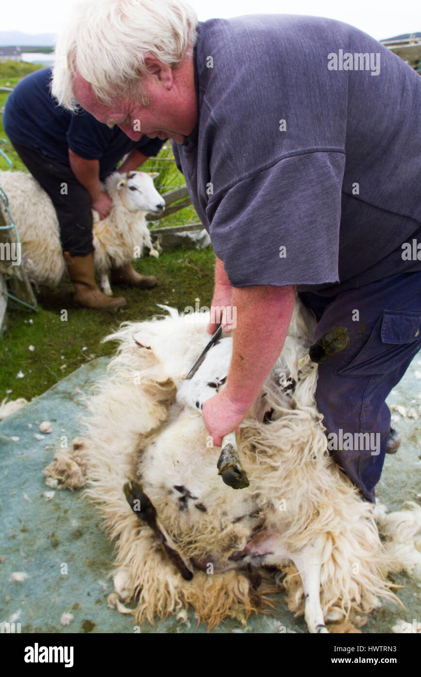 Hand clipping and machine sheering cross breed sheep for textile ...
