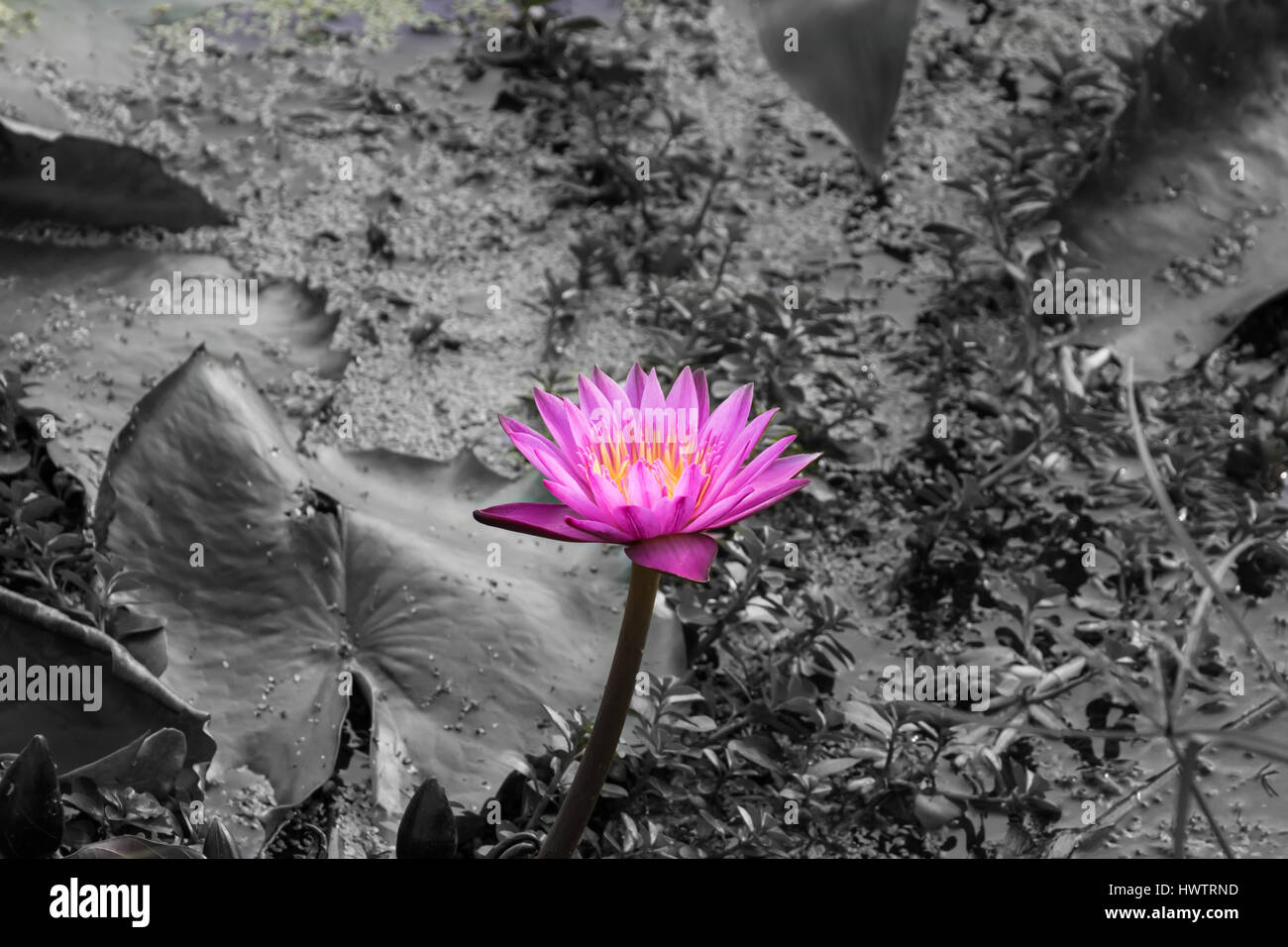 Color lotus hi-res stock photography and images - Alamy