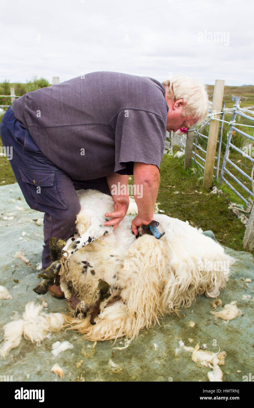 Hand clipping and machine sheering cross breed sheep for textile ...
