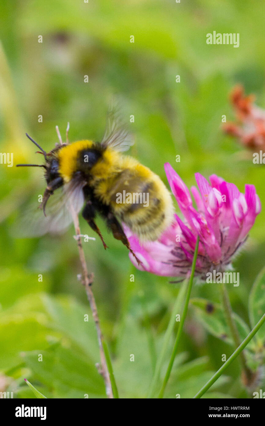 Queen Greater Yellow Bumble Bee ( Bombus distenguendus) endemic bee ...