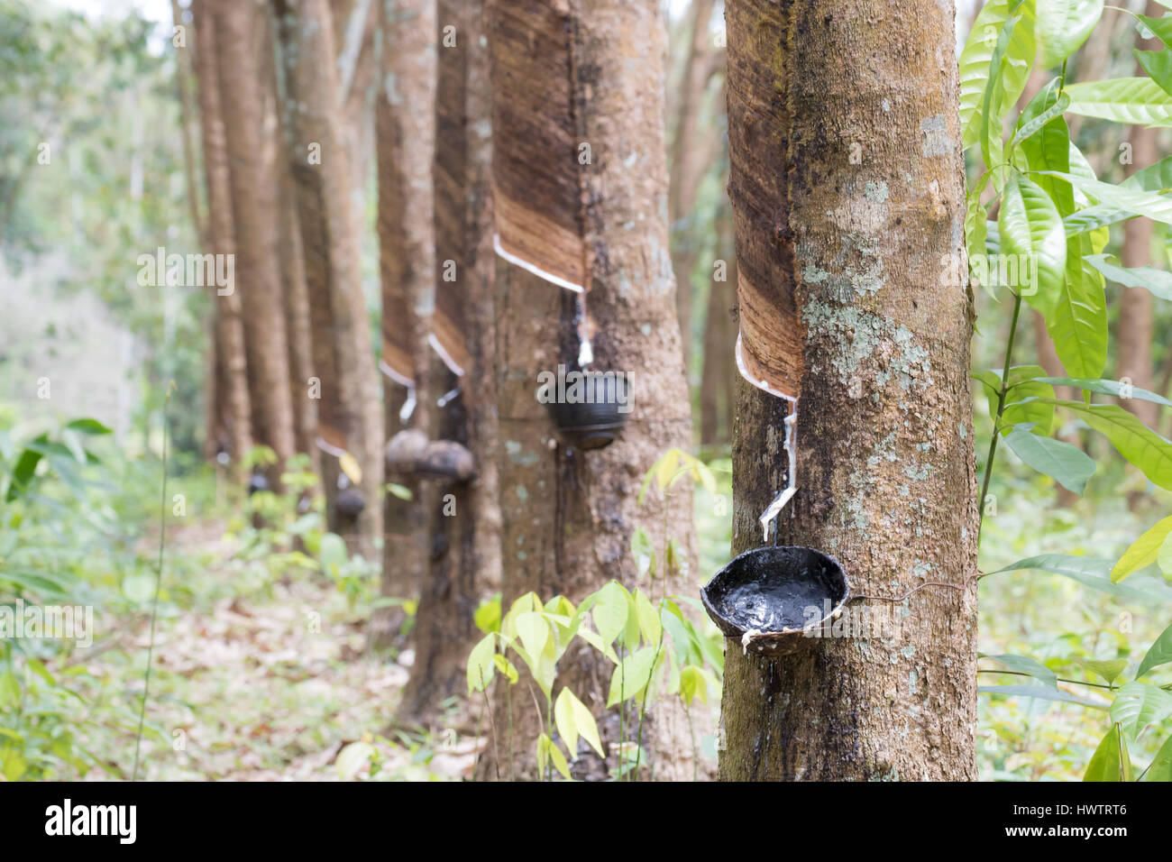 source of natural rubber latex is the Pará rubber tree Stock Photo - Alamy