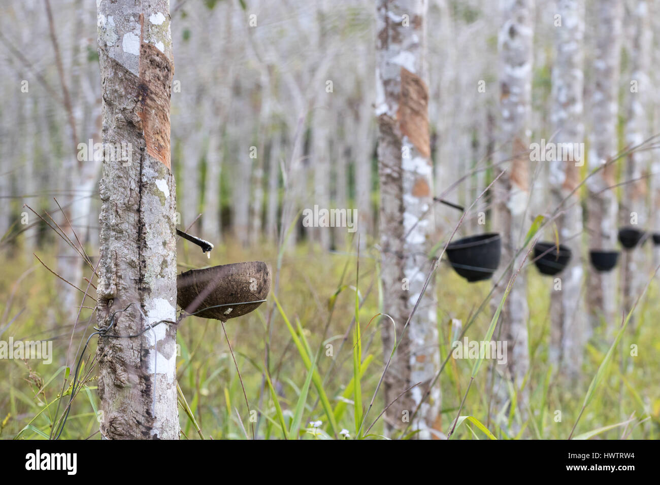 Natural rubber latex hi-res stock photography and images - Alamy