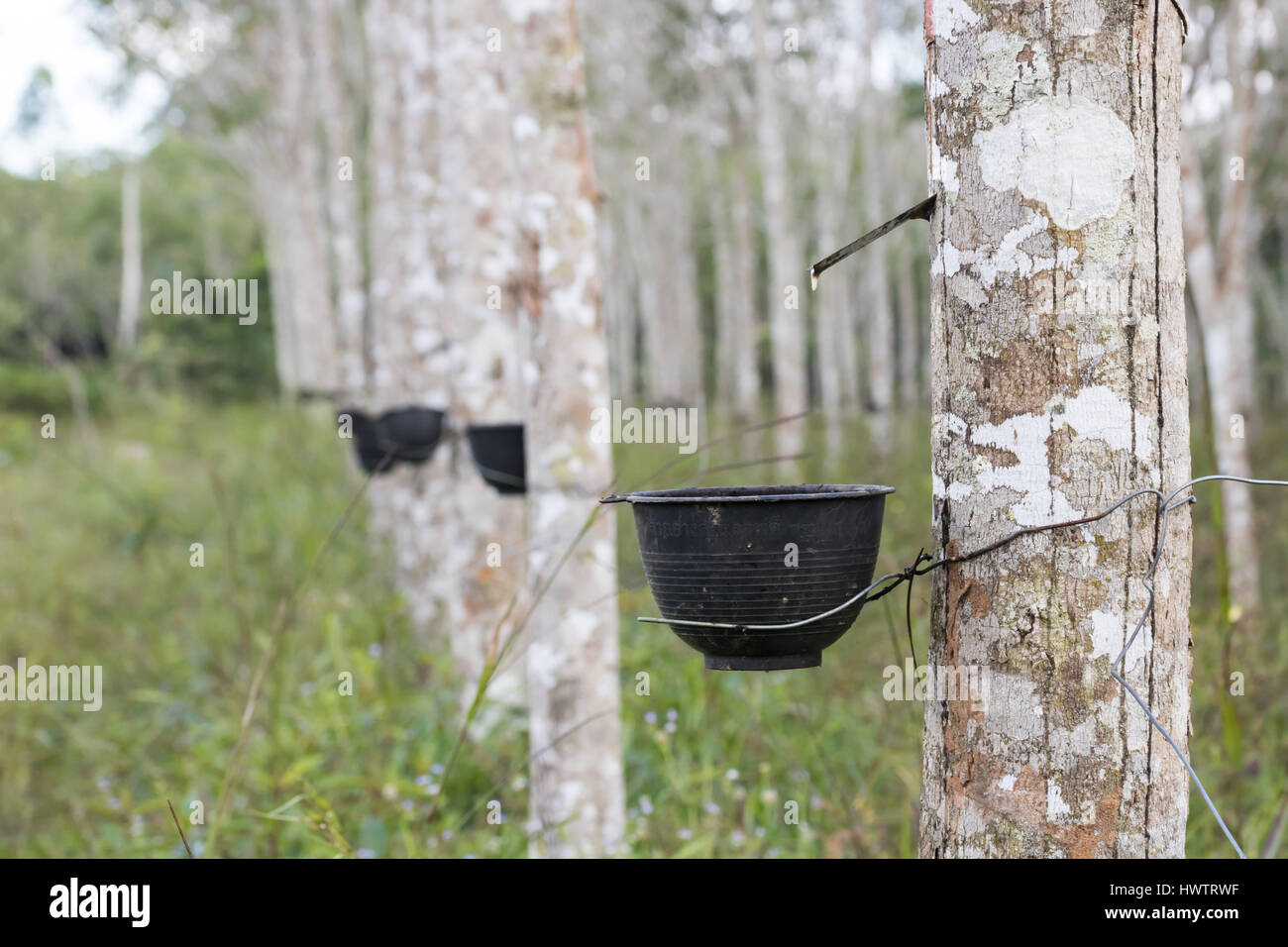 source of natural rubber latex is the Pará rubber tree Stock Photo - Alamy