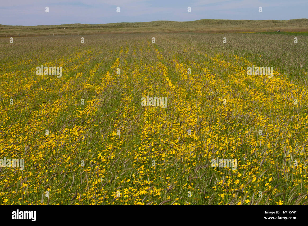 Corn Marigold ( Chrysanthemum segetum ) growing amongst Black Oats , in ...