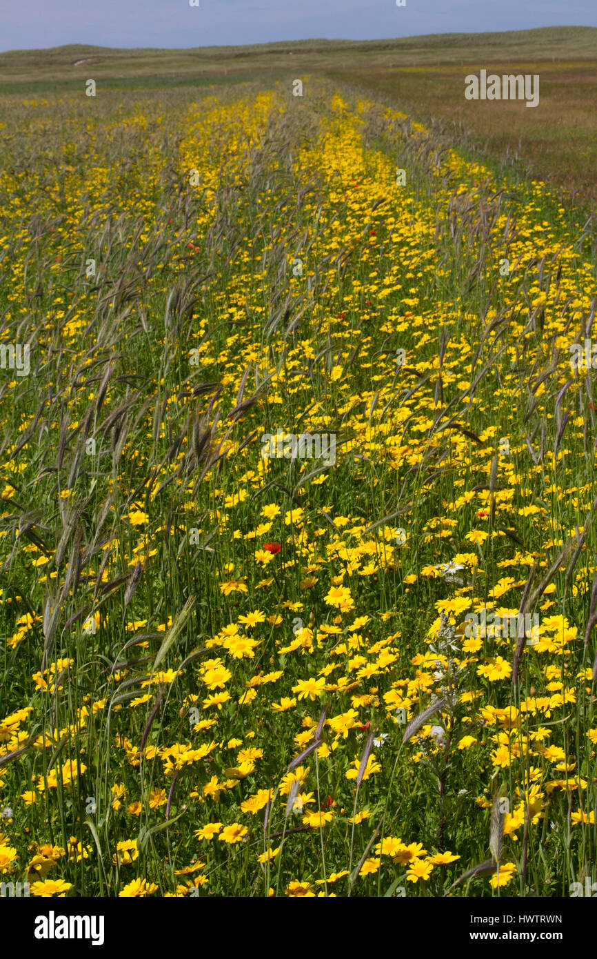 Corn Marigold ( Chrysanthemum segetum ) growing amongst Black Oats , in ...