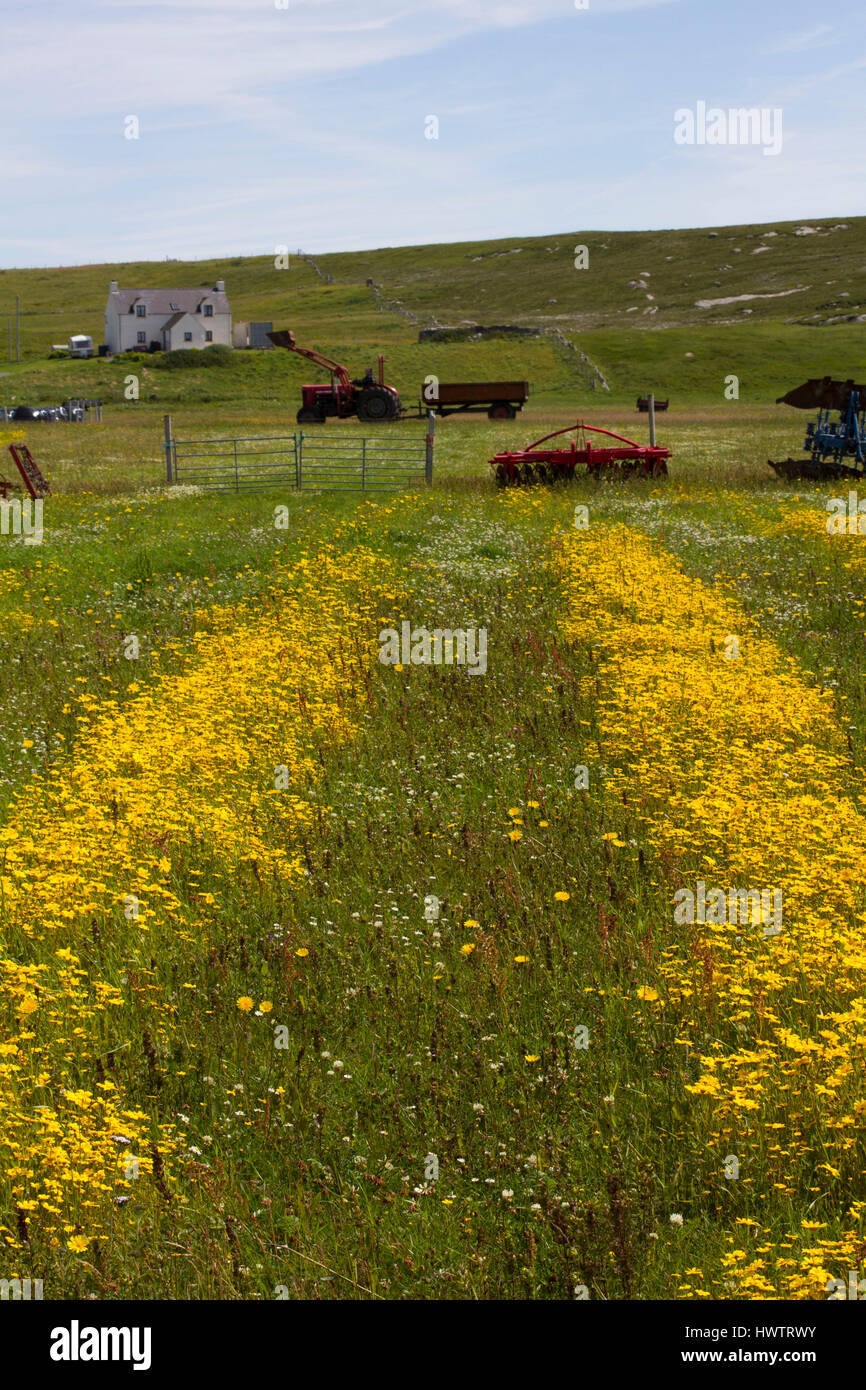 Corn Marigold ( Chrysanthemum segetum ) growing amongst Black Oats , in ...