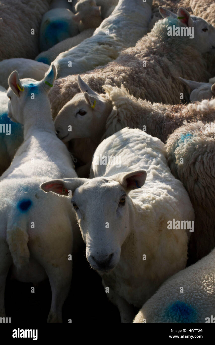 Cross breed Cheviot sheep ,newly sheered ,important for their wool to ...