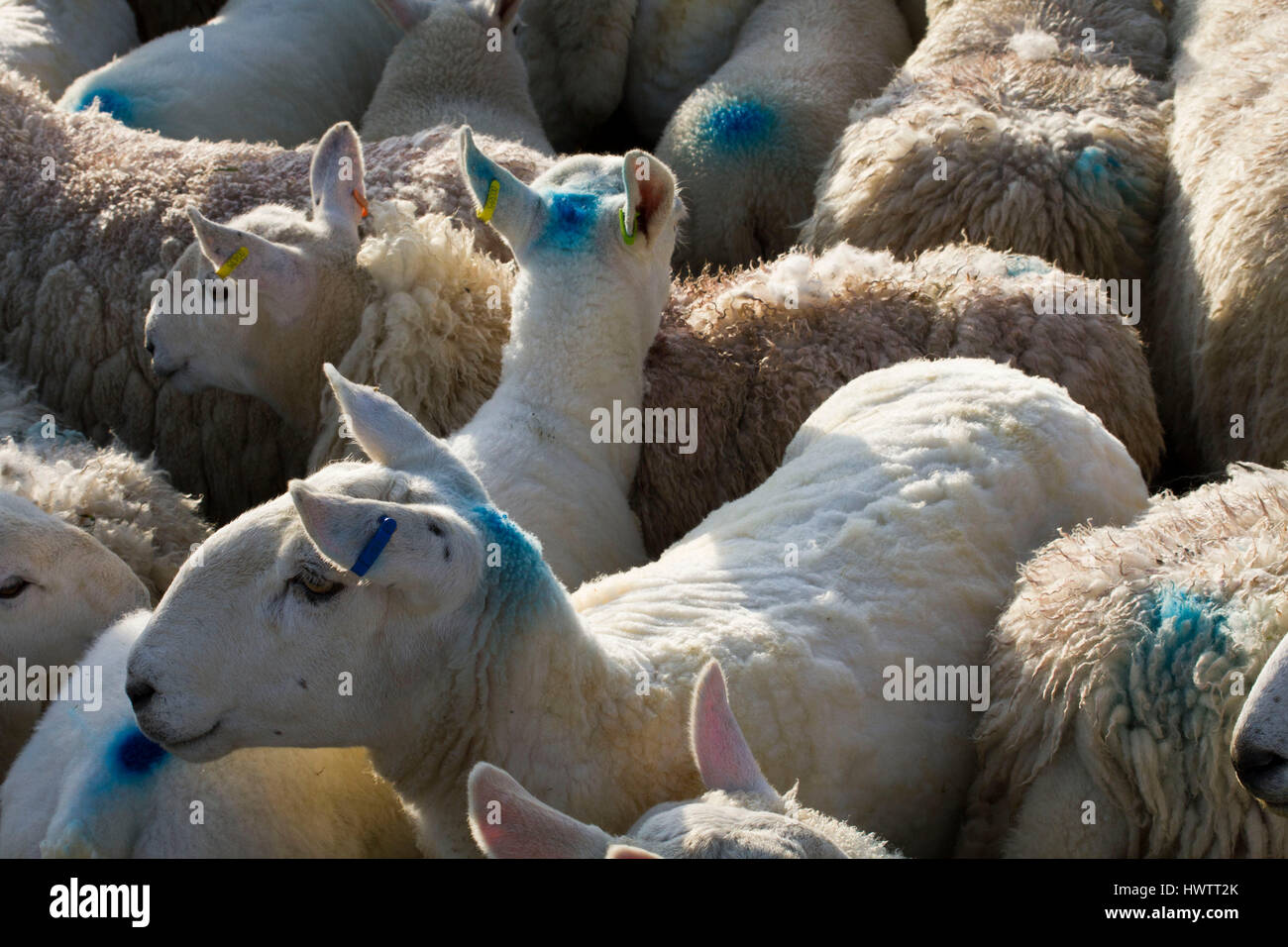 Cross breed Cheviot sheep ,newly sheered ,important for their wool to ...