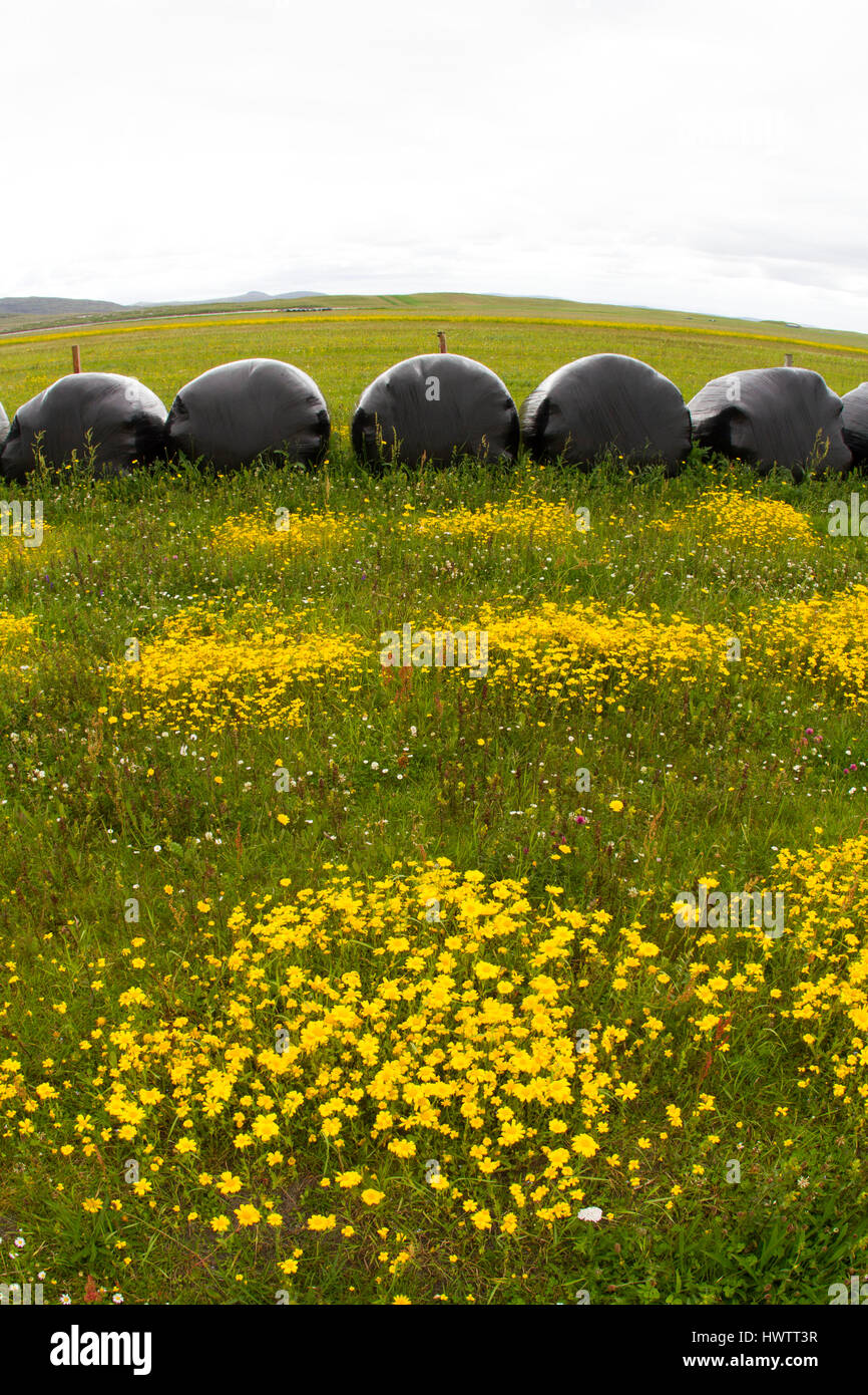 Weed strips hi-res stock photography and images - Alamy