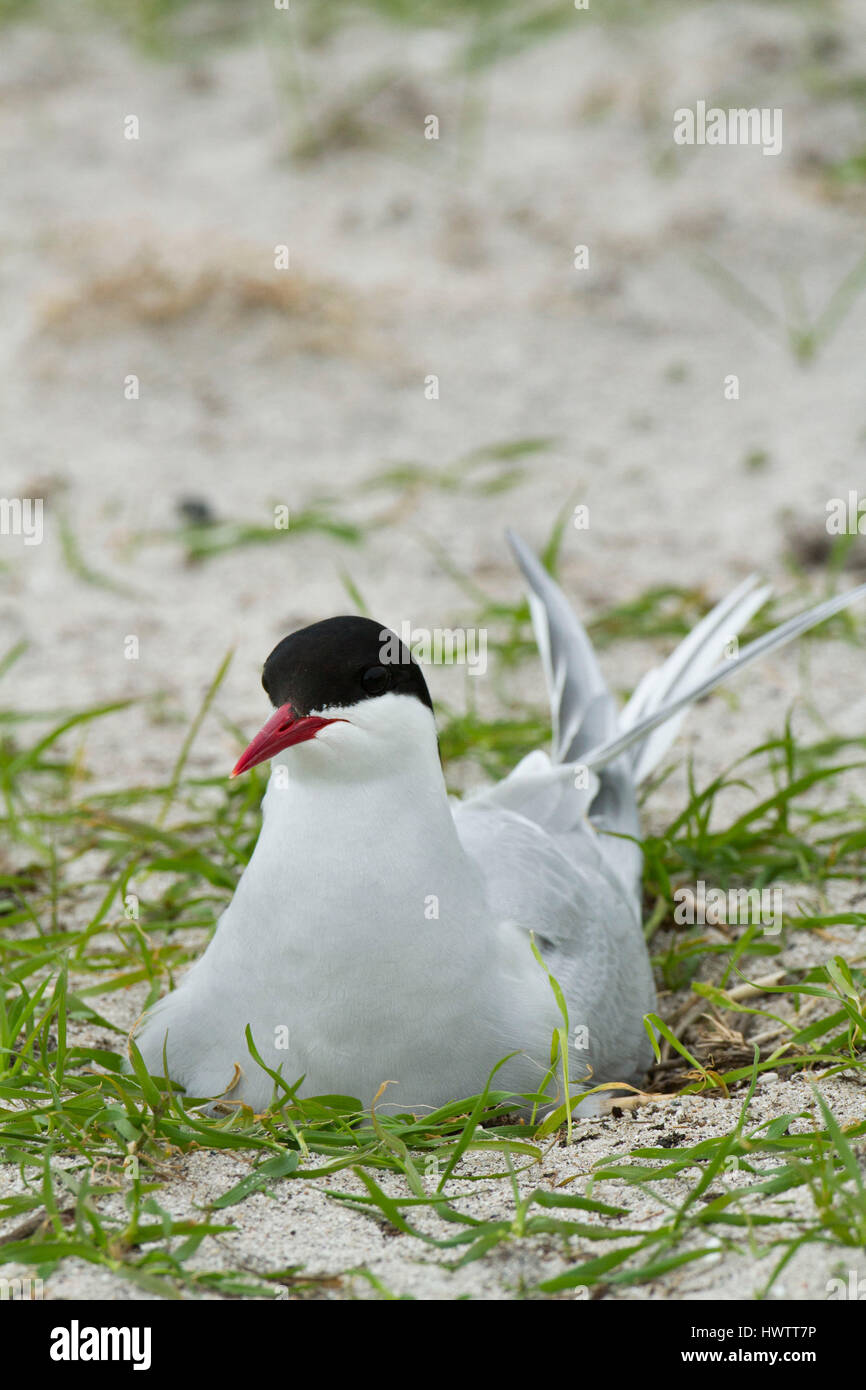 Oates land hi-res stock photography and images - Alamy