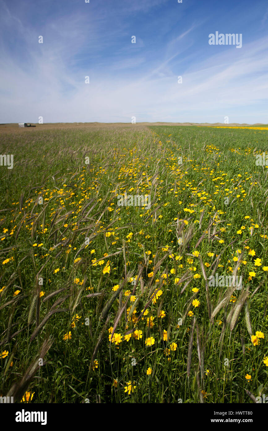 Corn Marigold ( Chrysanthemum segetum ) growing amongst Black Oats , in ...