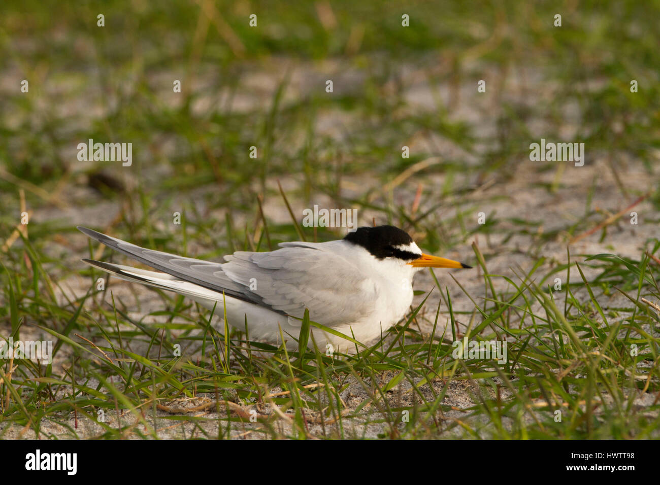 Little Tern (Sterna albifrons) standing amongst Black Oats growing on ...