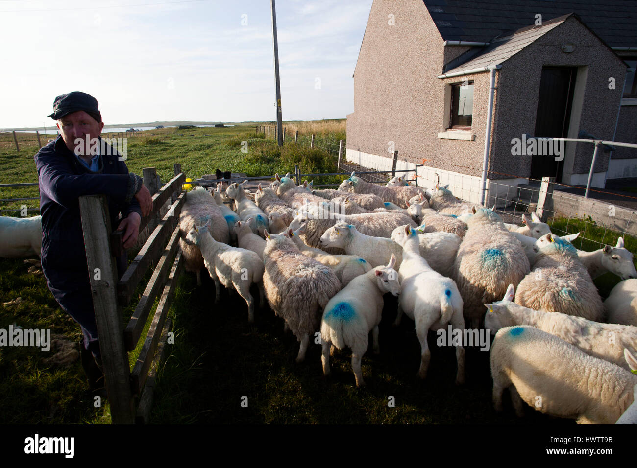 Cross breed Cheviot sheep ,newly sheered ,important for their wool to ...