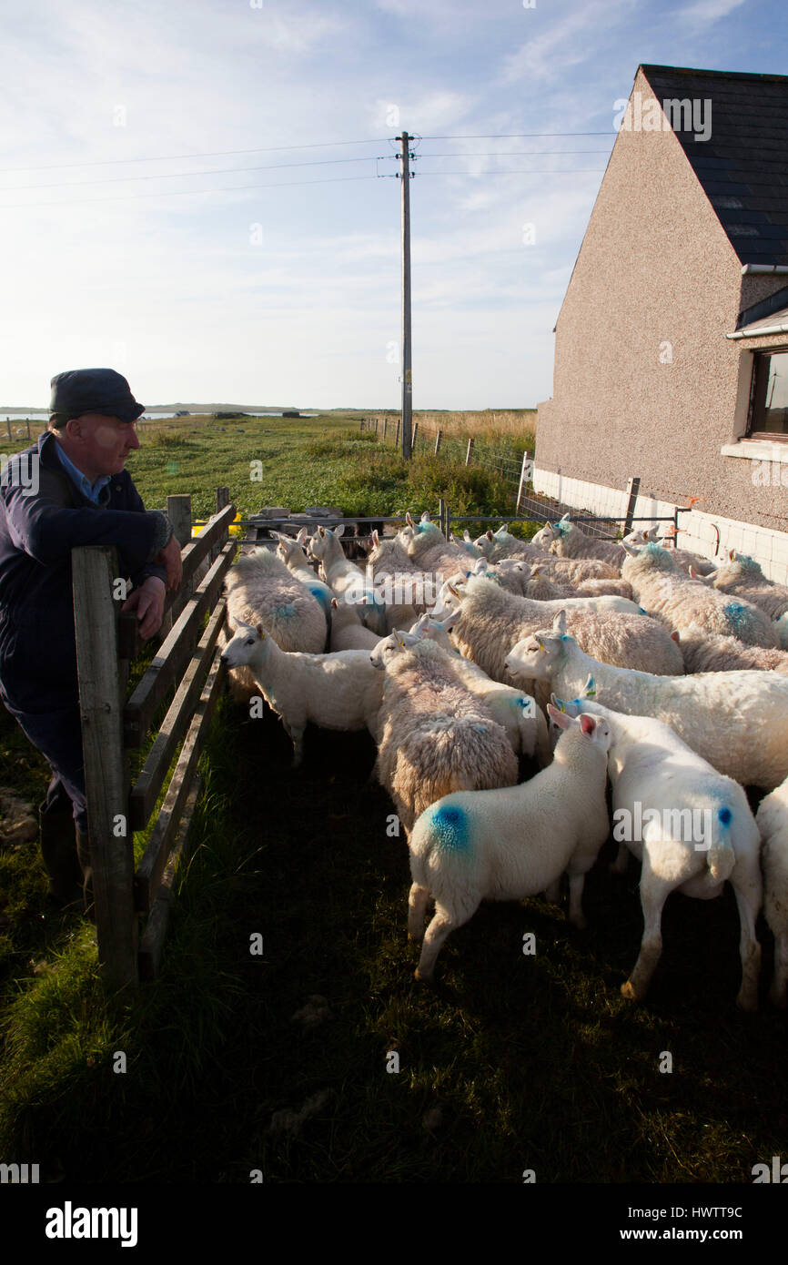 Cross breed Cheviot sheep ,newly sheered ,important for their wool to ...