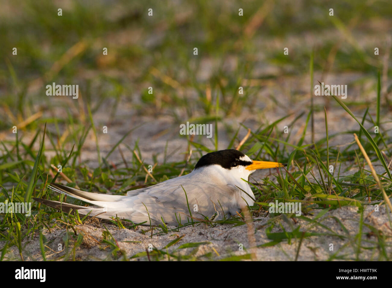 Little Tern (Sterna albifrons) nesting amongst Black Oats growing on ...