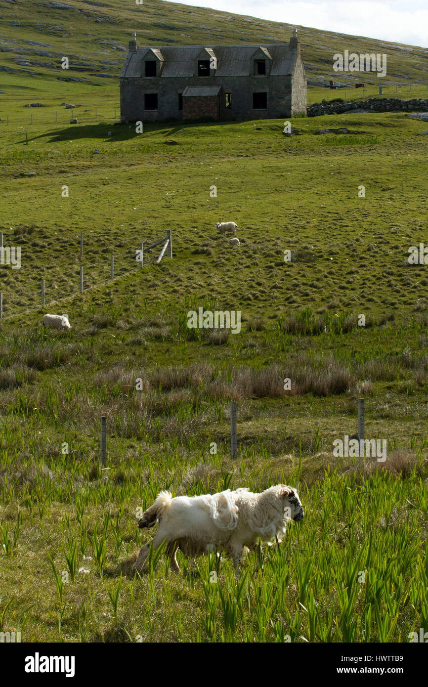 Cross breed sheep and abandoned croft on Machir , decline of ...