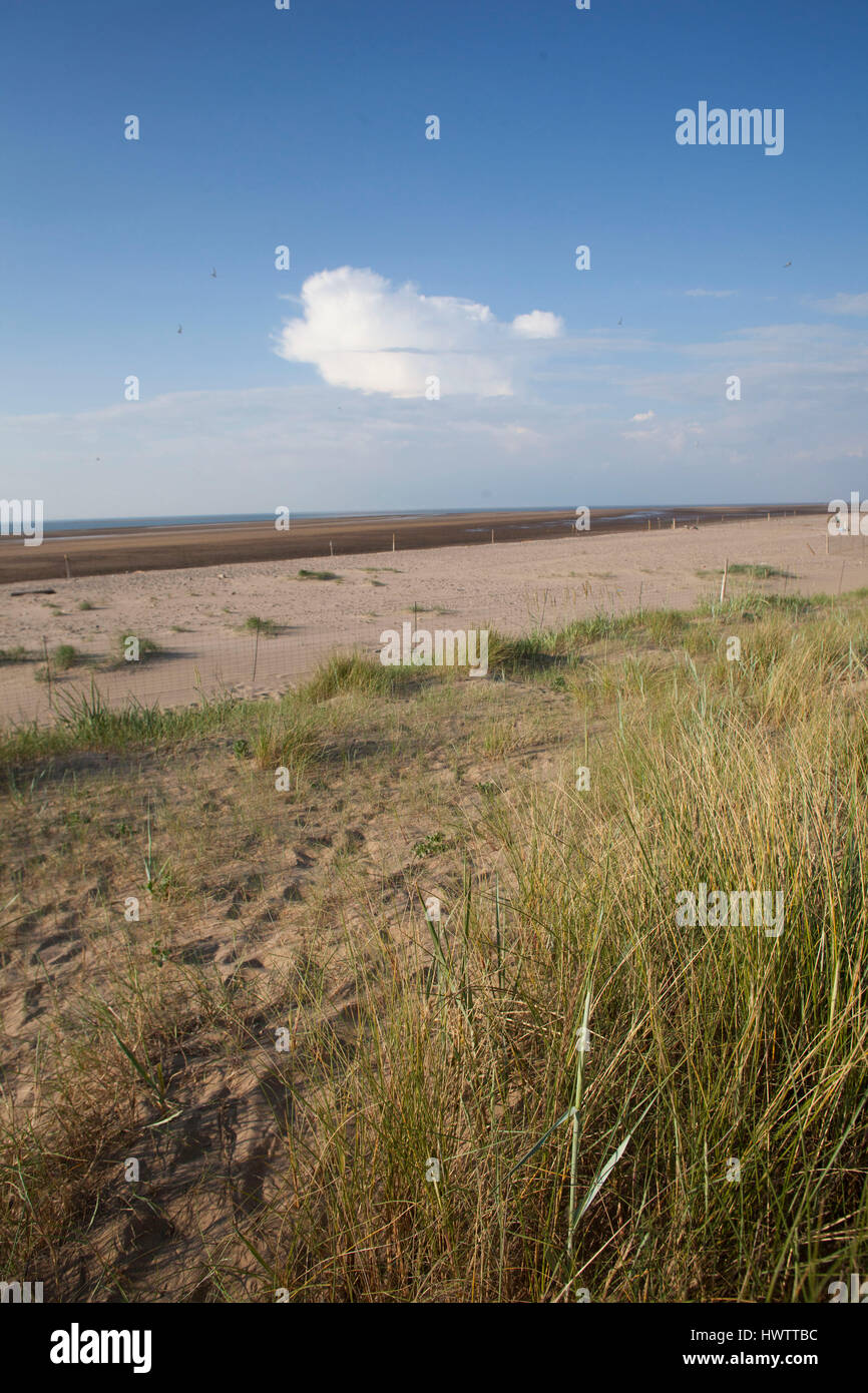 Gronant Dunes SSSI , fore dunes with Little Tern nesting colony Stock ...