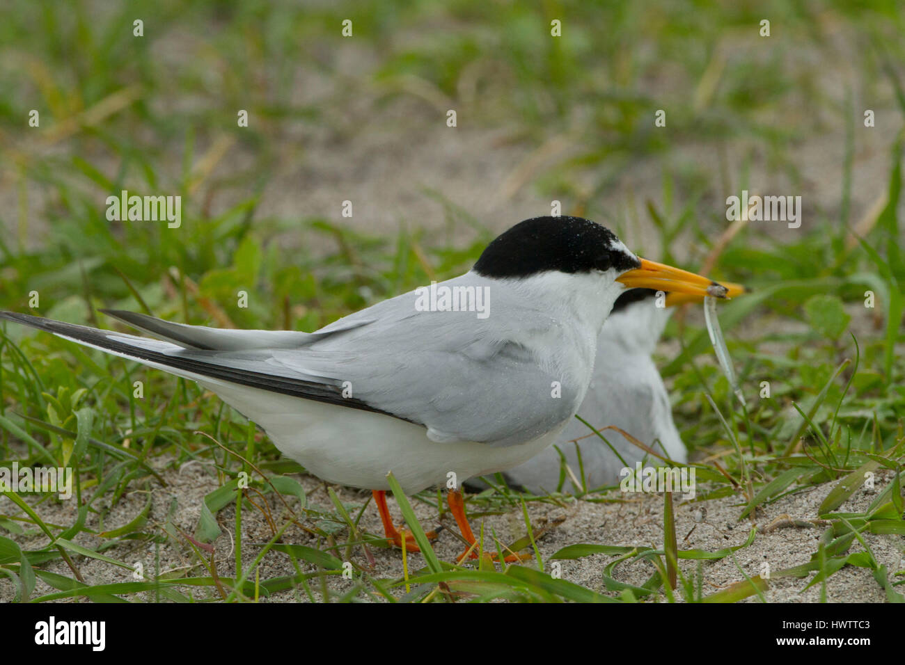 Two little Tern (Sterna albifrons) at the nest amongst Black Oats ...