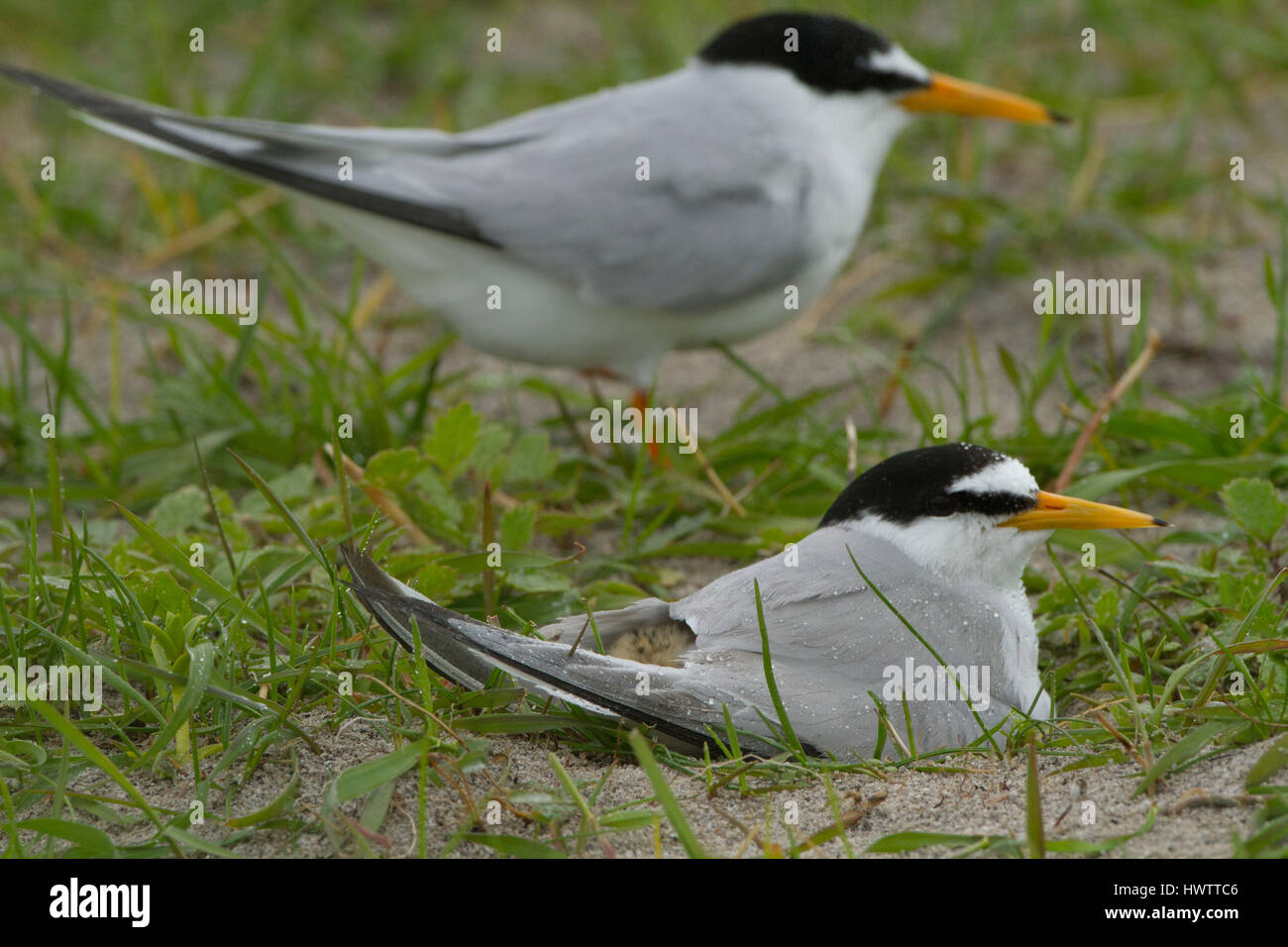 Two little Tern (Sterna albifrons) at the nest amongst Black Oats ...