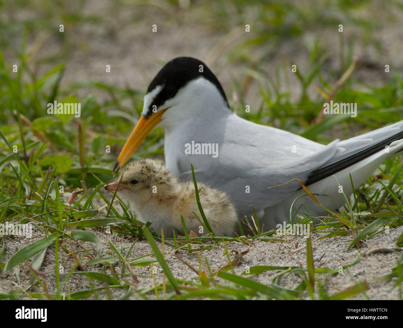 Little Tern (Sterna albifrons) at the nest amongst Black Oats growing ...