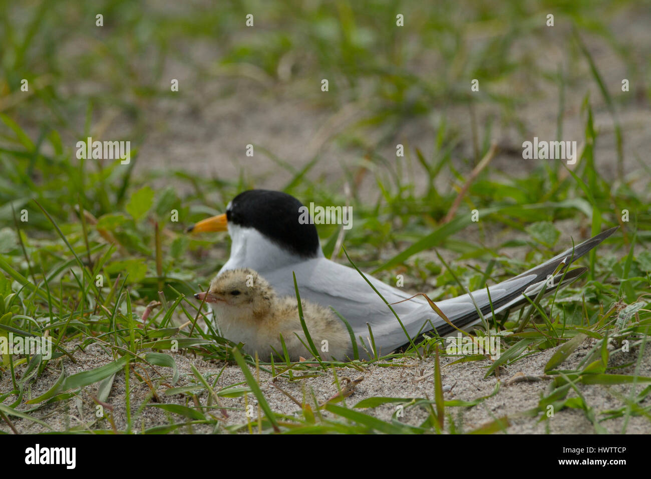 Little Tern (Sterna albifrons) at the nest amongst Black Oats growing ...