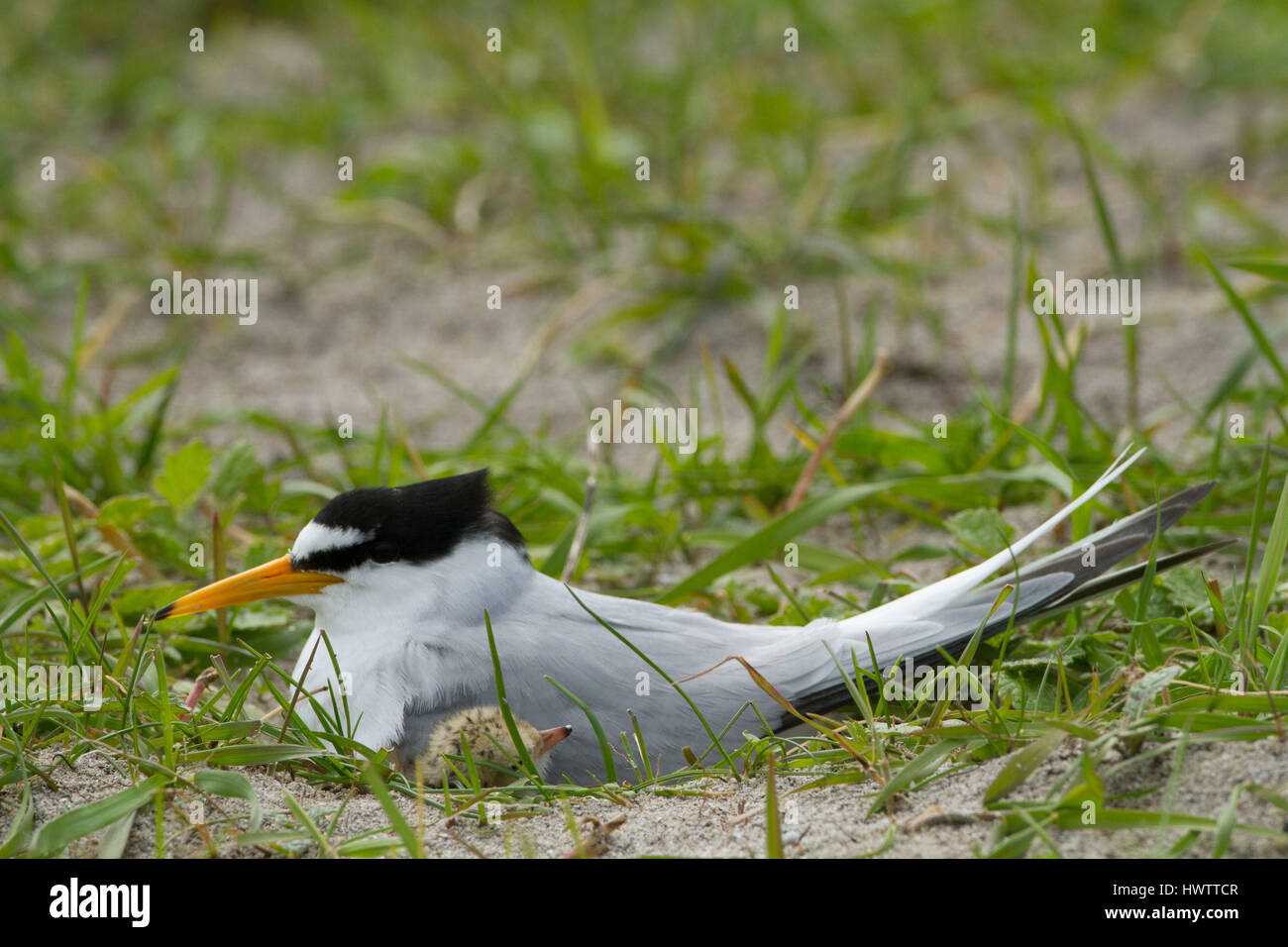 Little Tern (Sterna albifrons) at the nest amongst Black Oats growing ...