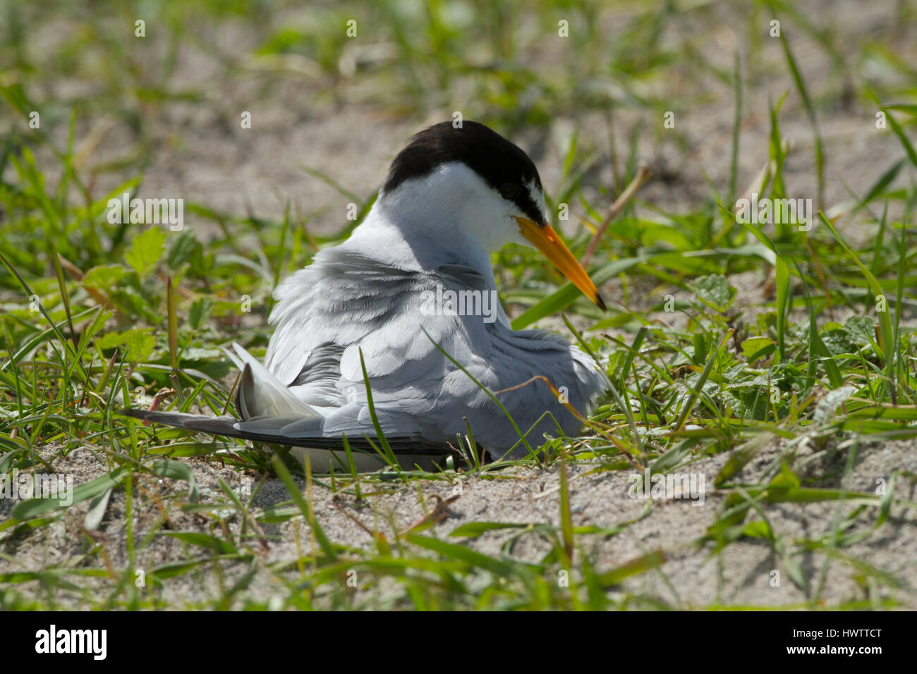 Little Tern (Sterna albifrons) at the nest amongst Black Oats growing ...