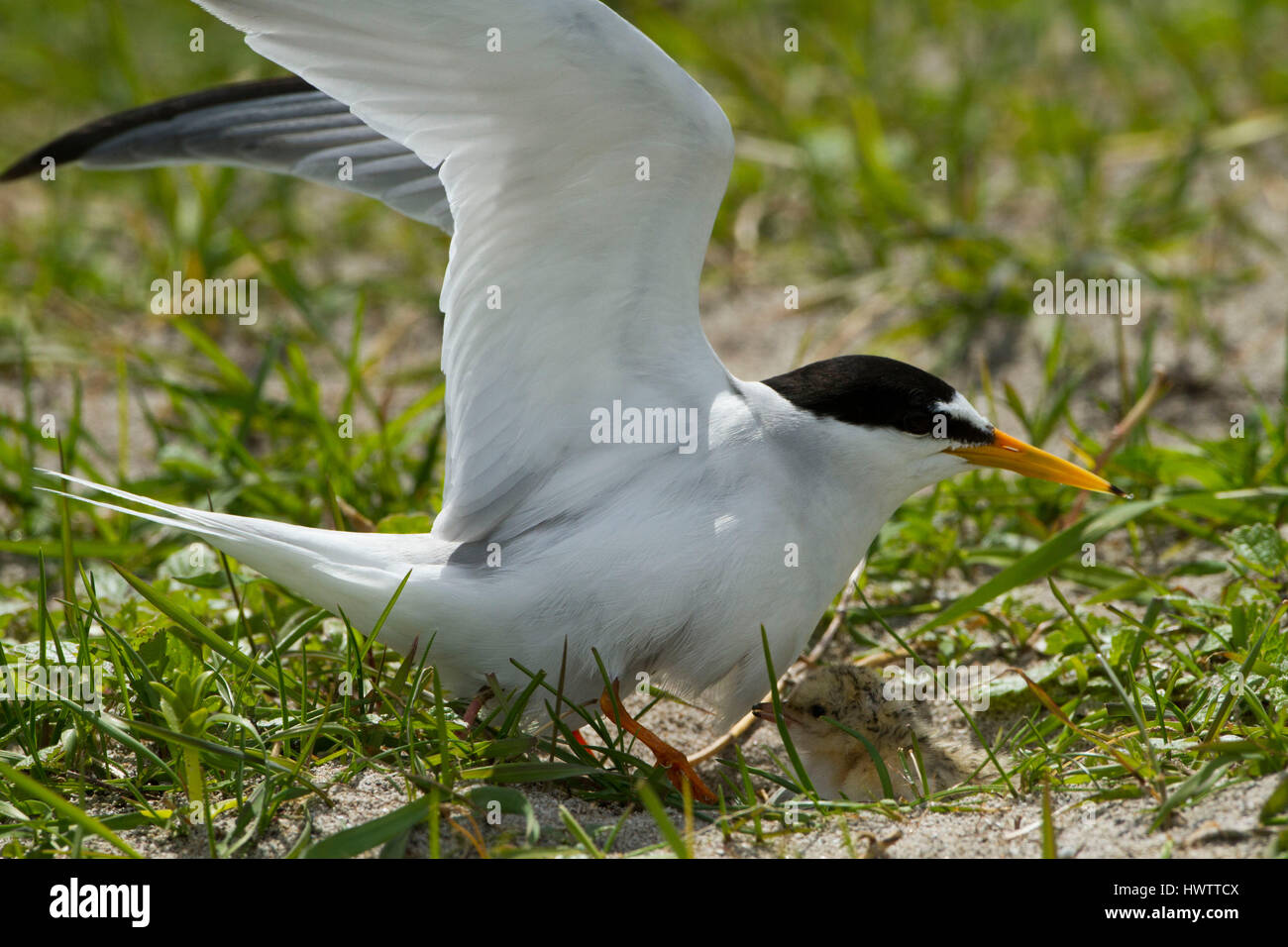 Little Tern (Sterna albifrons)landing at the nest amongst Black Oats ...