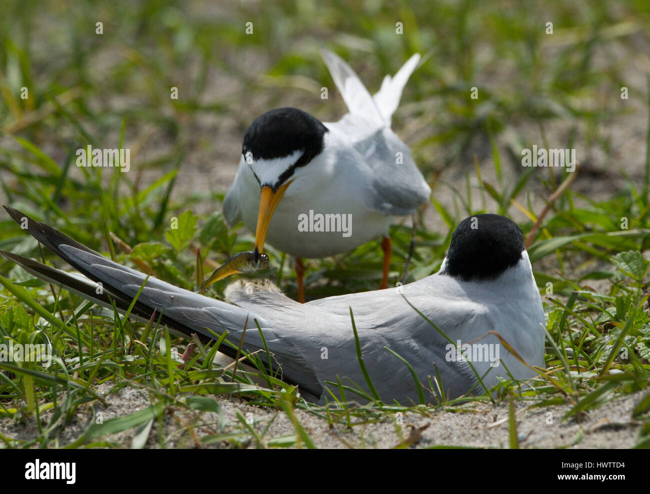 Two little Tern (Sterna albifrons), one with sand eel at the nest ...