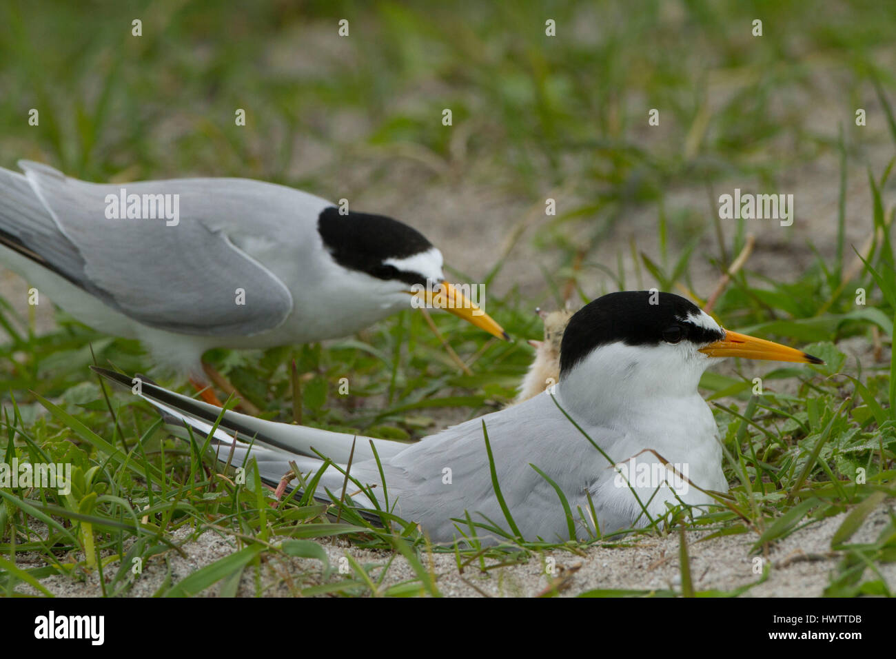 Two little Tern (Sterna albifrons), one with sand eel at the nest ...