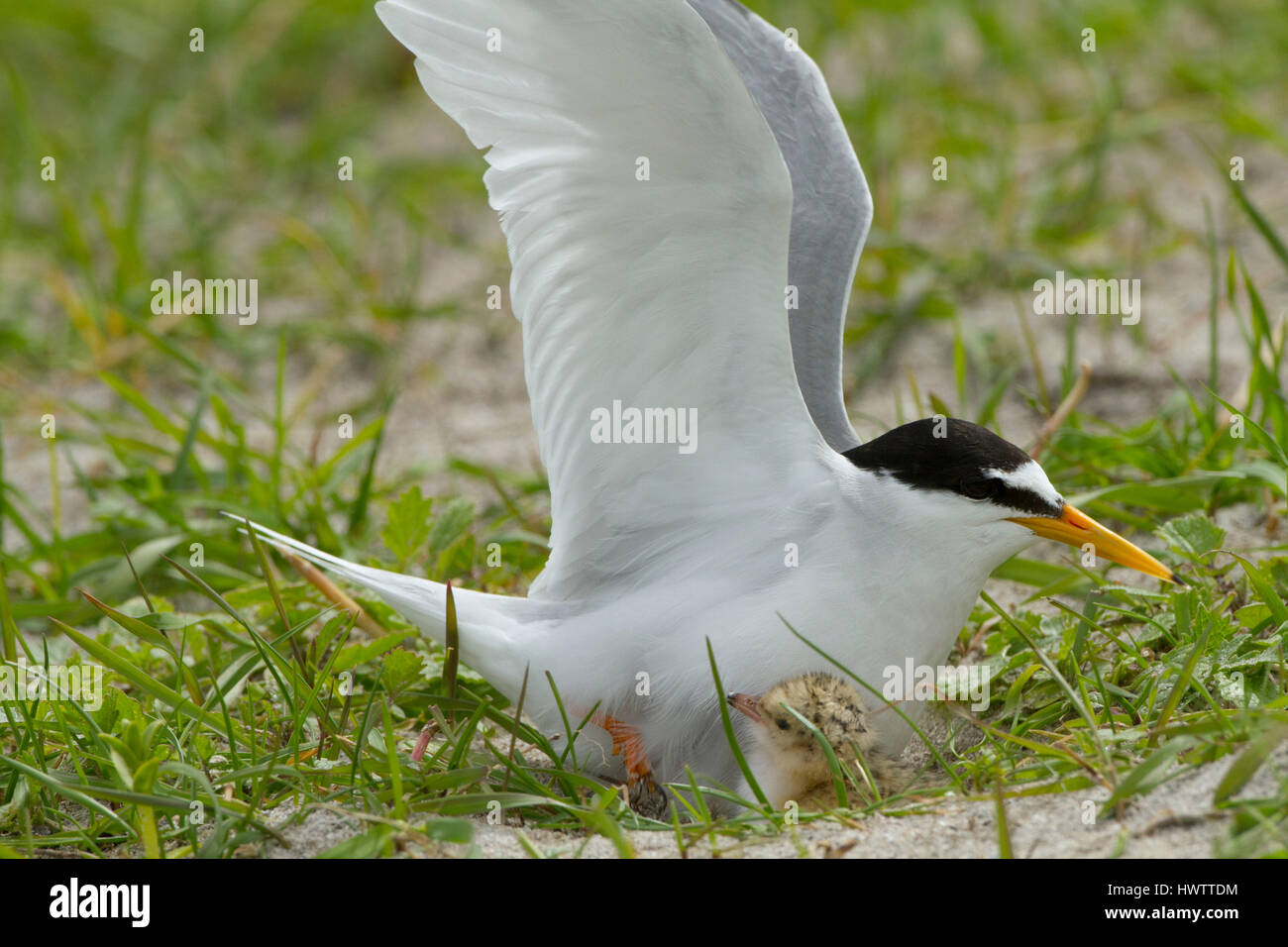 Little Tern (Sterna albifrons)landing at the nest amongst Black Oats ...
