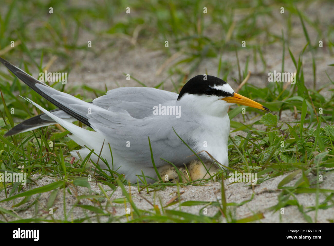 Little Tern (Sterna albifrons)landing amongst Black Oats growing on ...