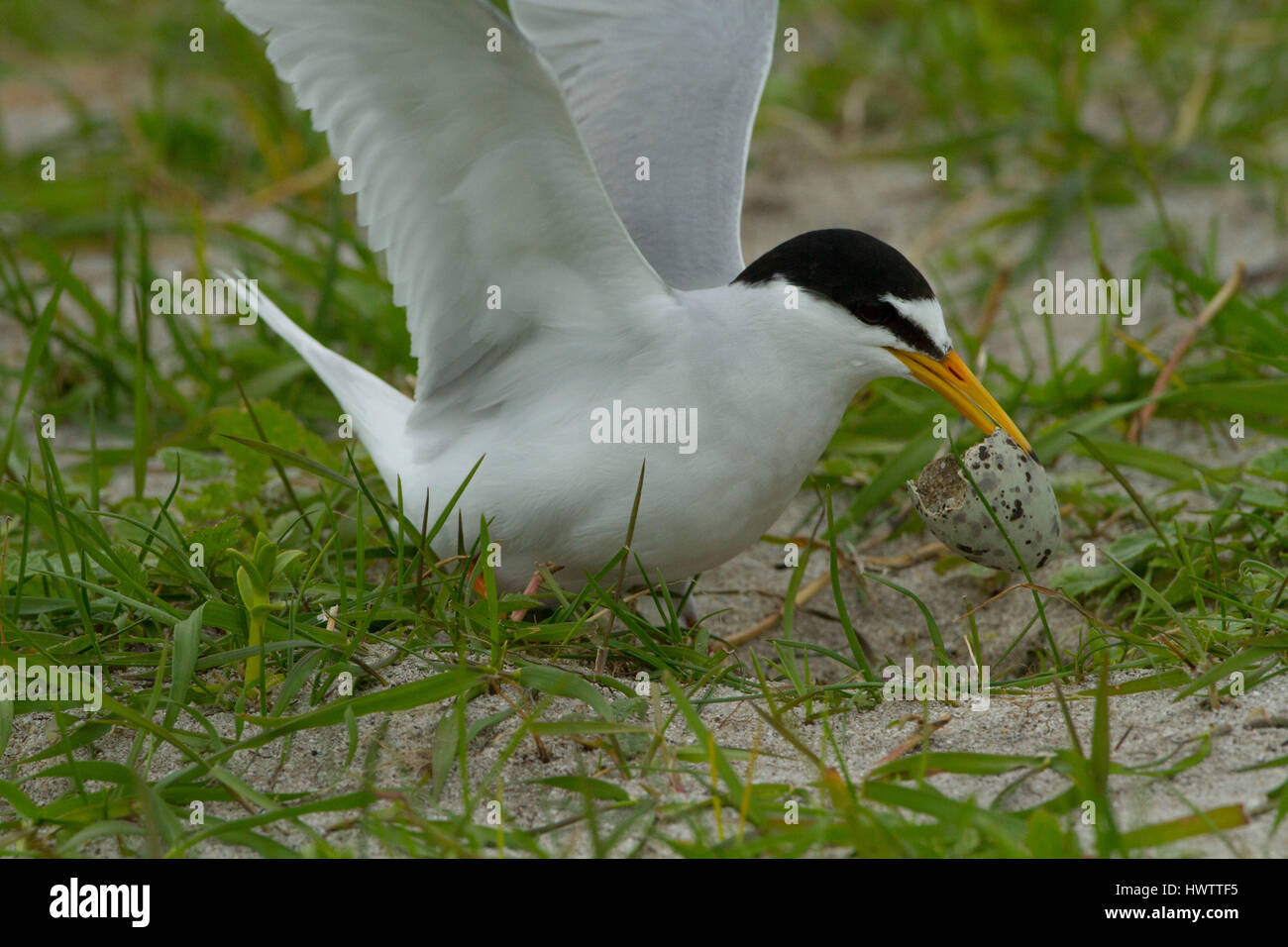 Little Tern (Sterna albifrons )taking off with newly hatched egg shell ...