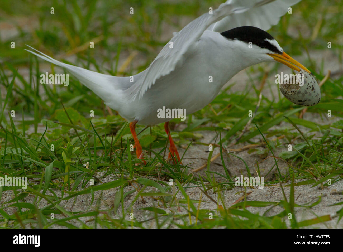Little Tern (Sterna albifrons )taking off with newly hatched egg shell ...