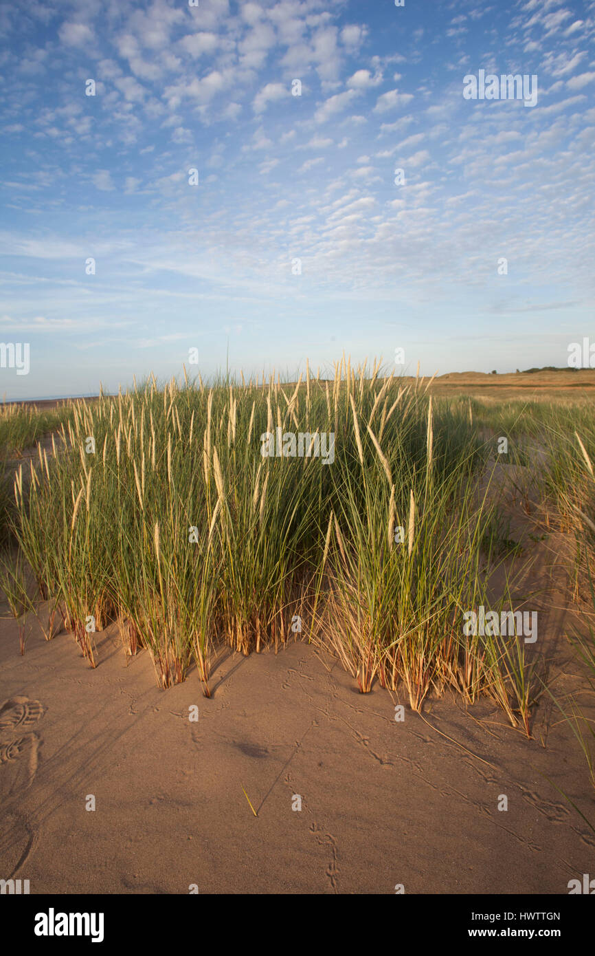 Marram Grass (Ammophila arenaria ) , salt resistant grass that binds ...