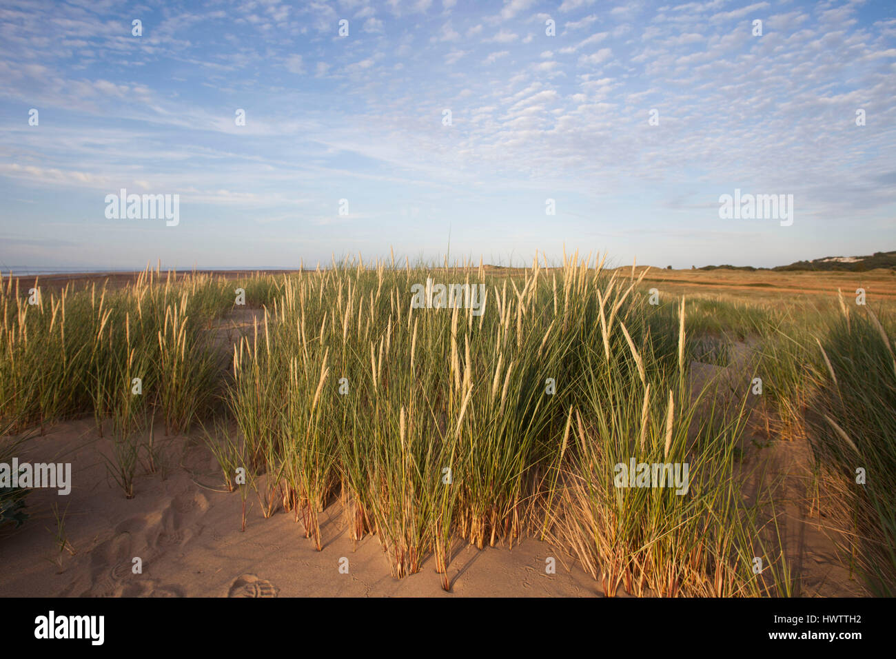 Marram Grass (Ammophila arenaria ) , salt resistant grass that binds ...