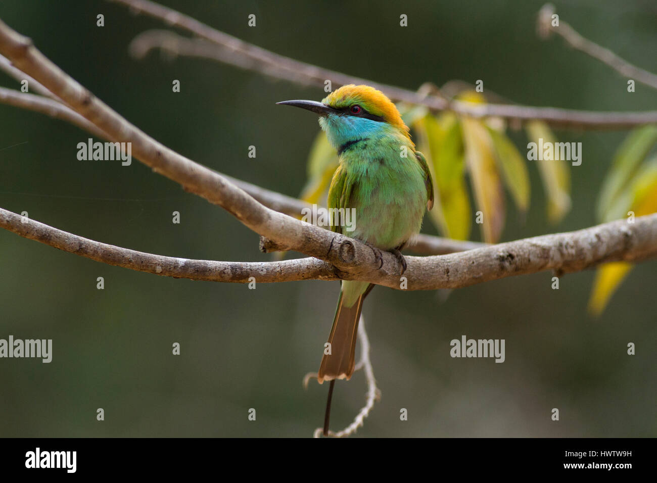 Green Bee Eater Stock Photo - Alamy
