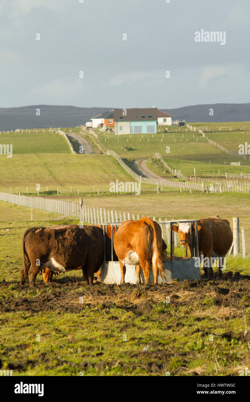 Mixed cattle , and cows at feed station on croft (back ground Stock ...
