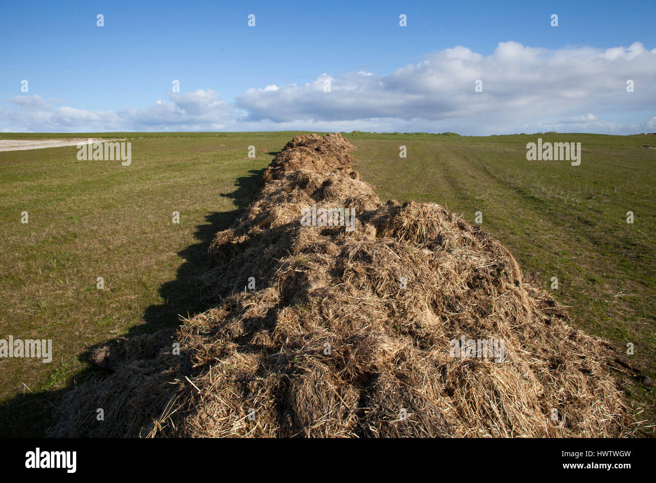 Manure ,mixed with straw ready to spread on machir , which consists of ...