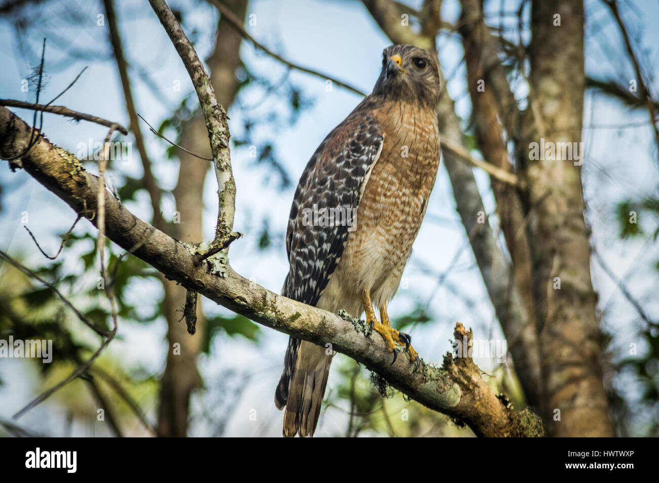 Red shouldered hawk hi-res stock photography and images - Alamy