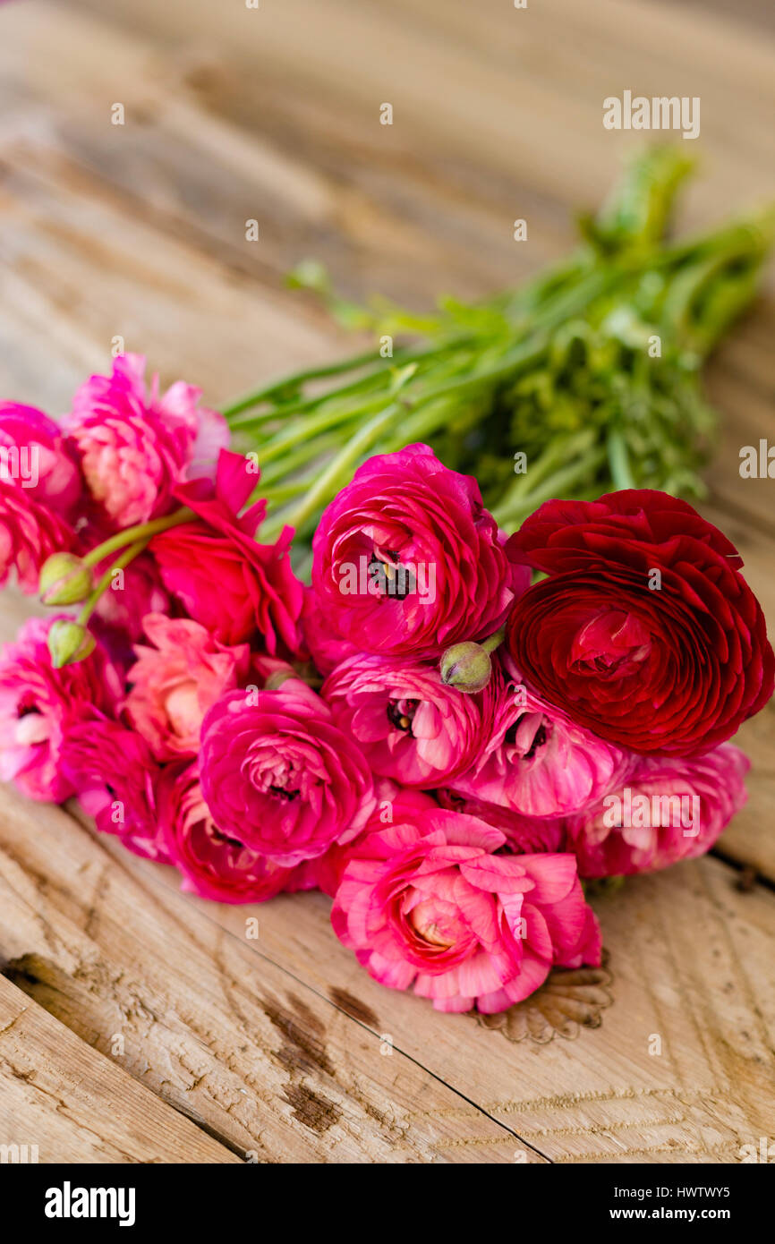 Bouquet of several pink and one dark red ranunculus lying on wooden ...