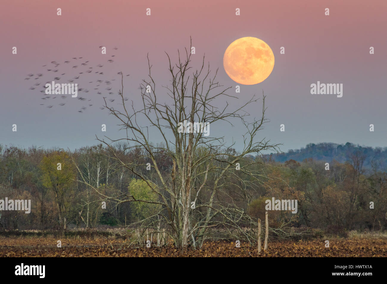 The super moon rises above a marsh with a large, many branched, dead ...