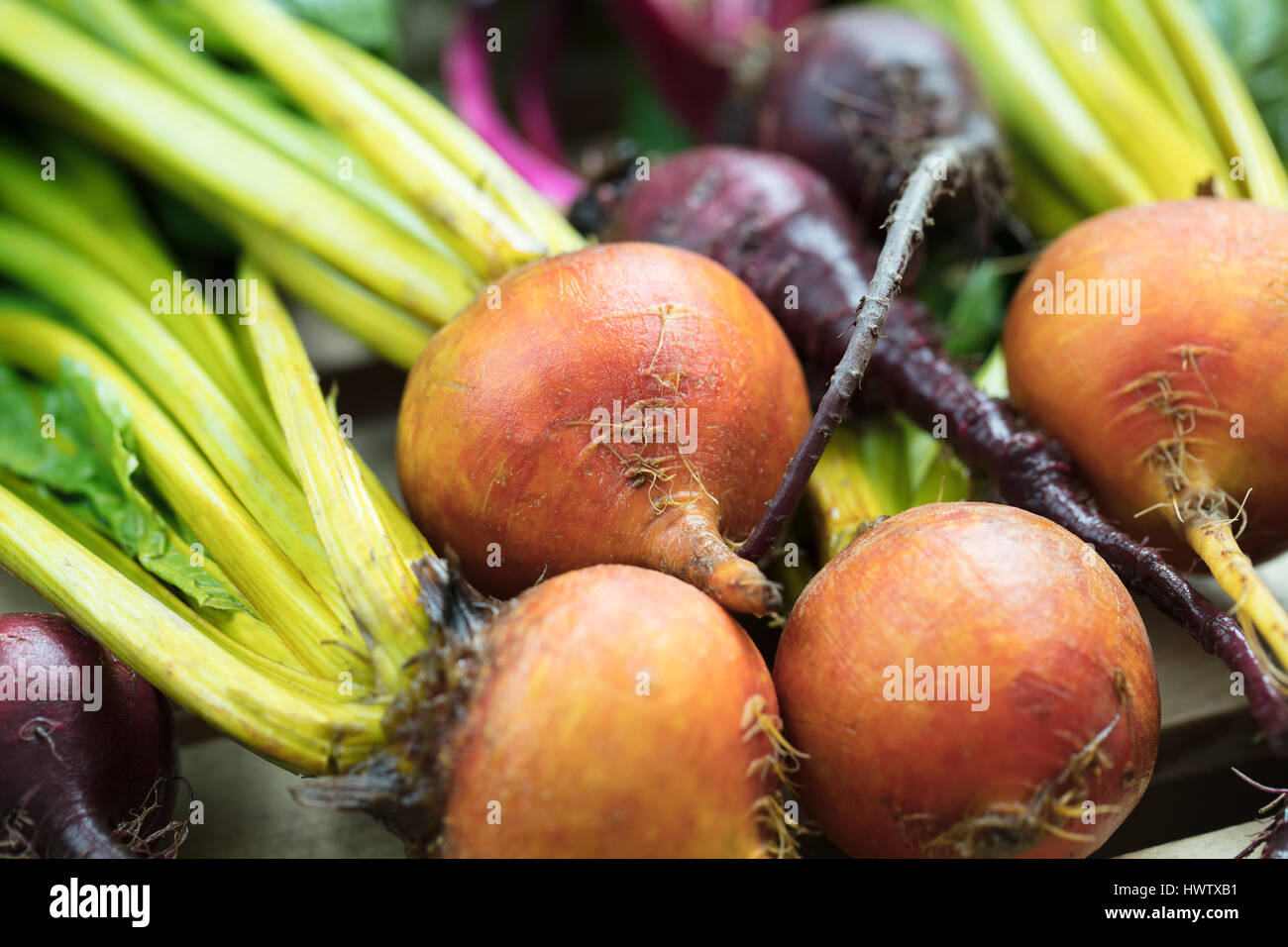 A bunch of golden and purple beets laying on a crate Stock Photo - Alamy