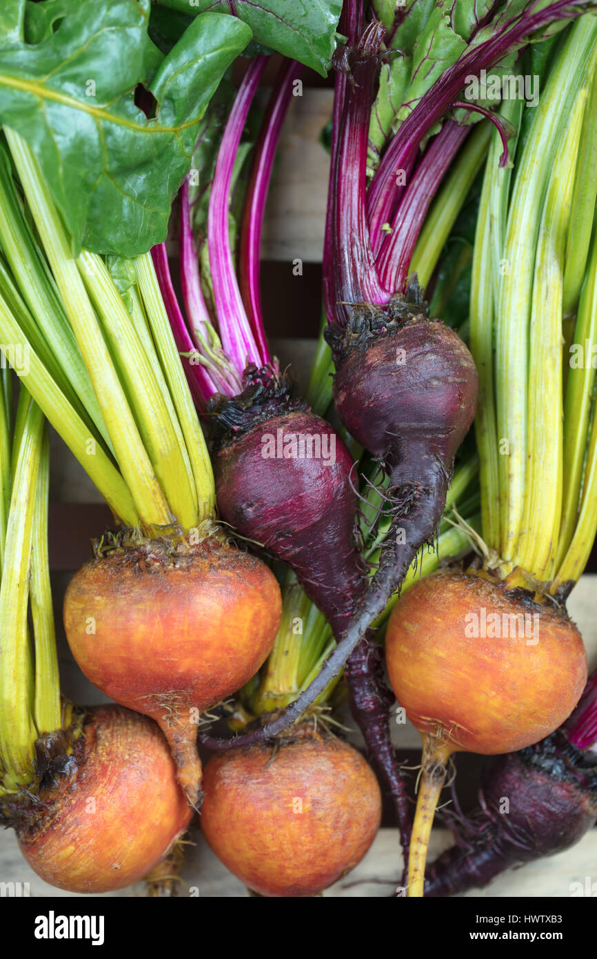 A bunch of golden and purple beets laying on a crate Stock Photo - Alamy